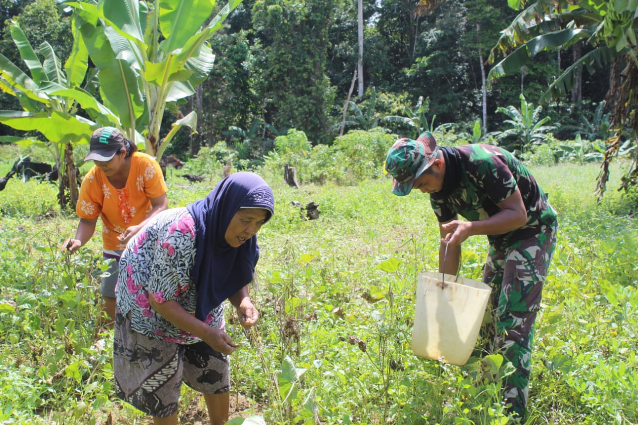 Satgas TMMD Kodim Ketapang Panen Kacang Hijau – SuaraIndo.id Satgas TMMD Kodim Ketapang Panen Kacang Hijau – SuaraIndo.id